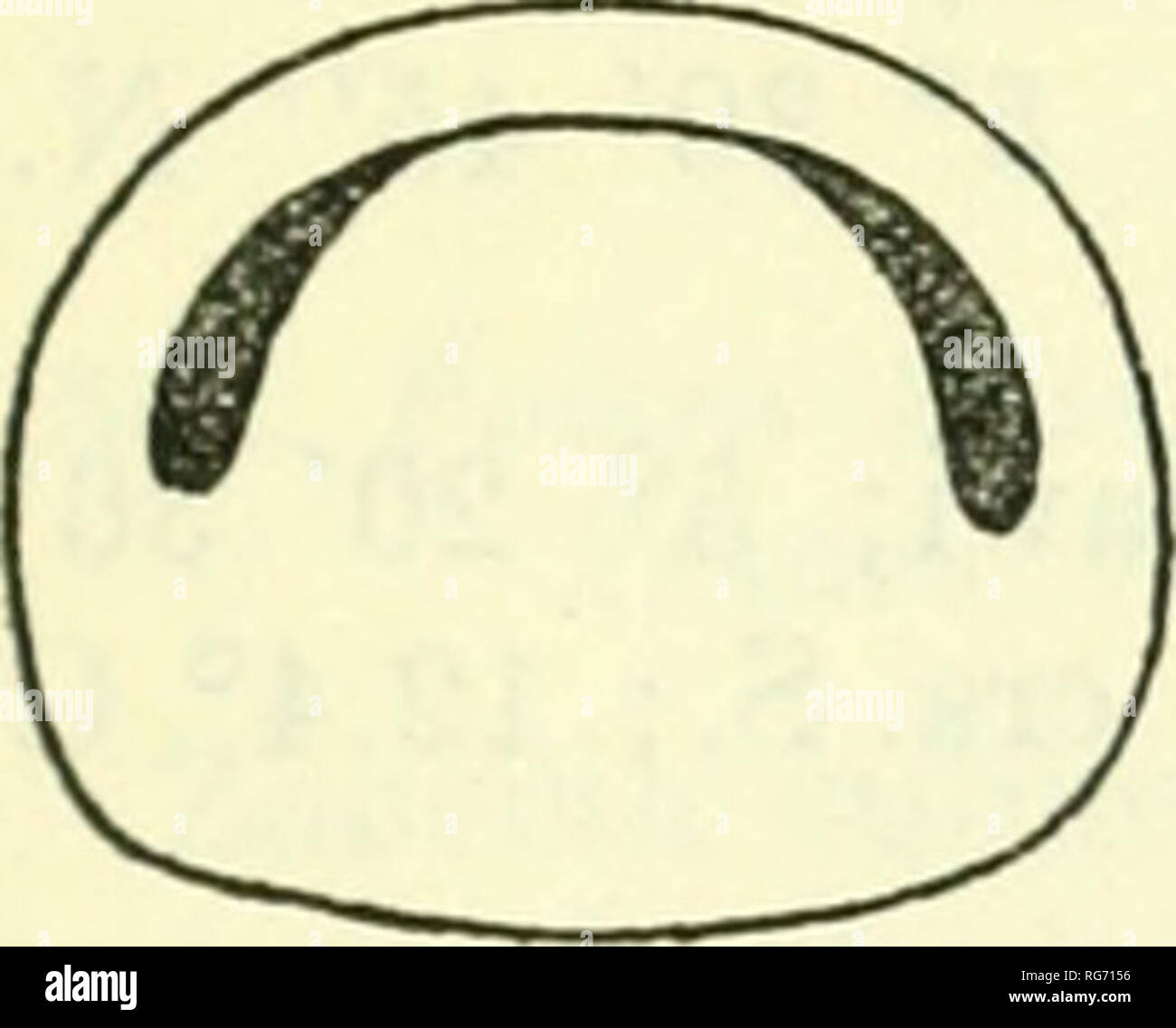 . Bulletin - United States National Museum. Wissenschaft. BRYOZOA DER ...