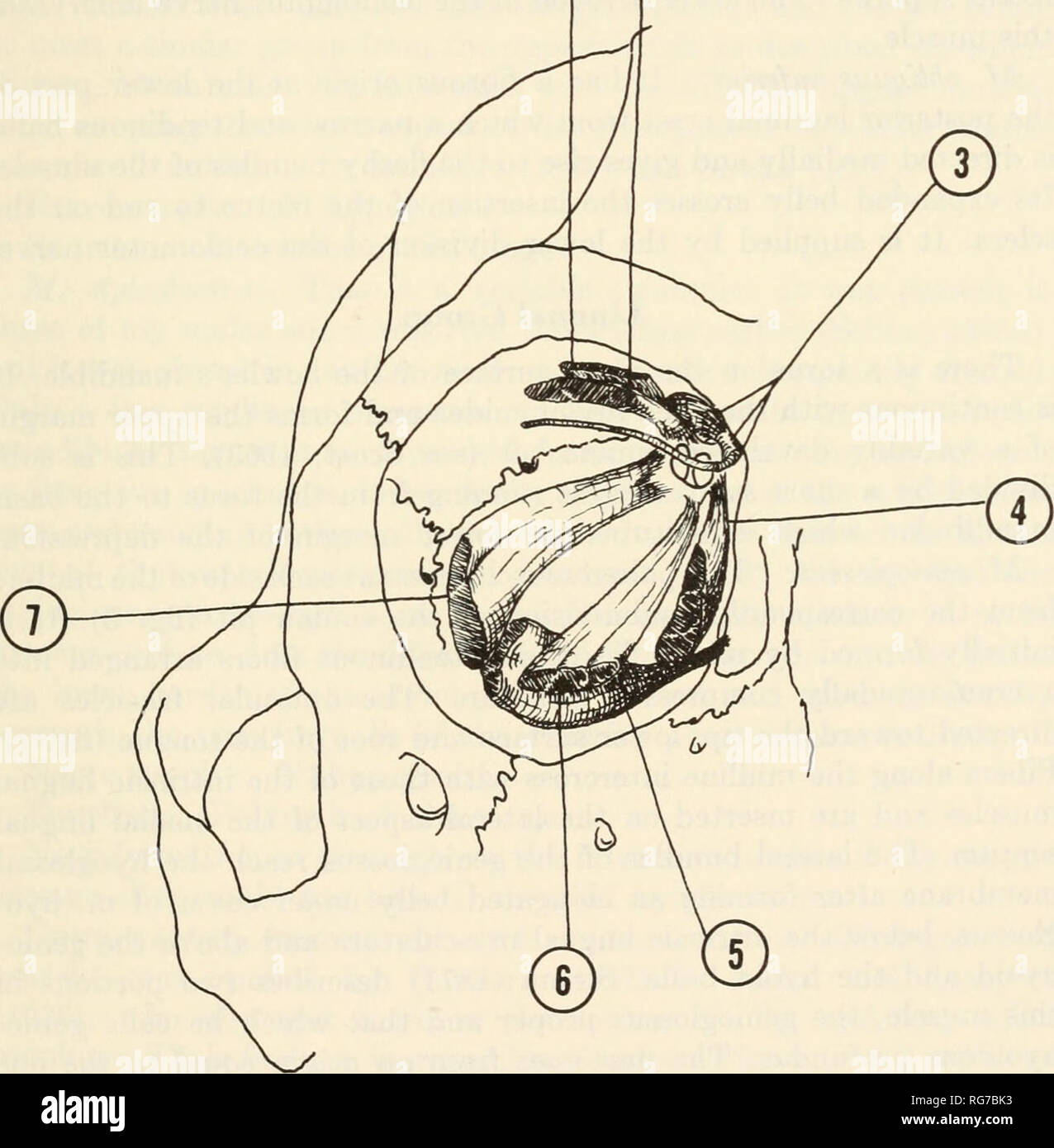 M Rectus Lateralis Stockfotos und -bilder Kaufen - Alamy