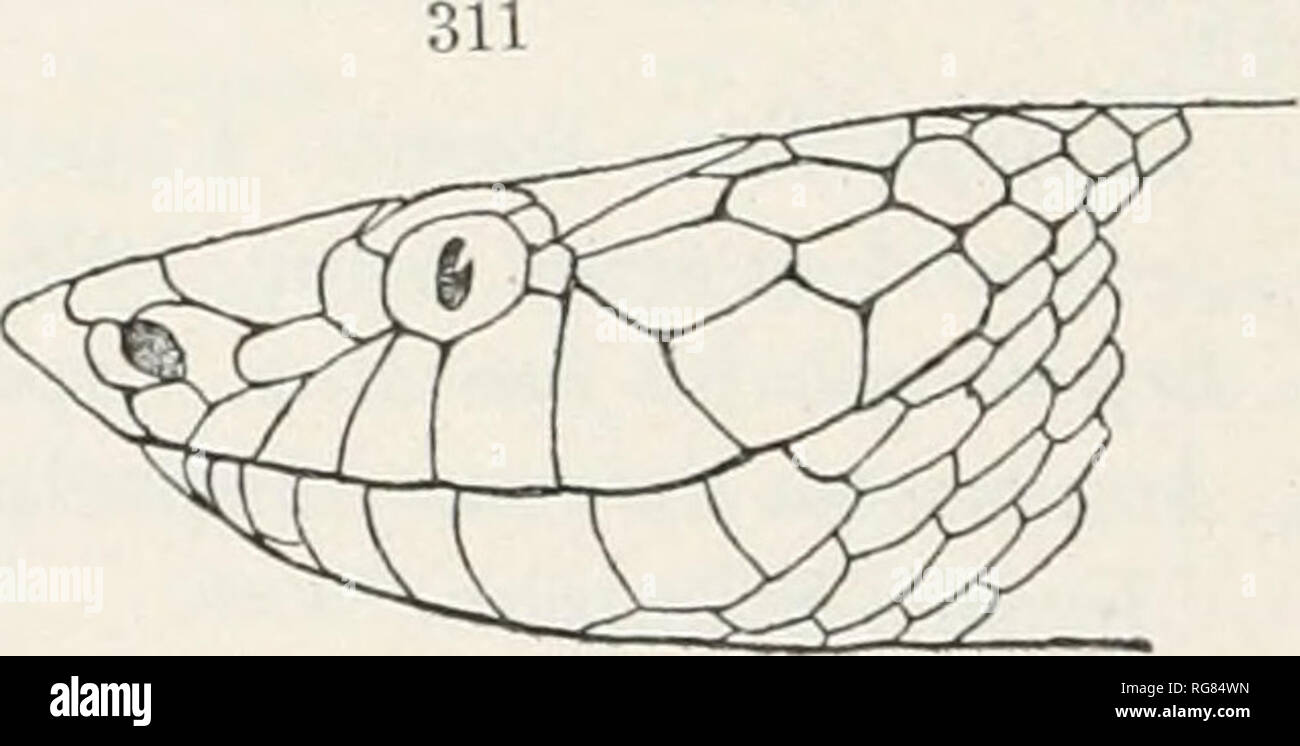 Lycodon semicarinatus -Fotos und -Bildmaterial in hoher Auflösung – Alamy