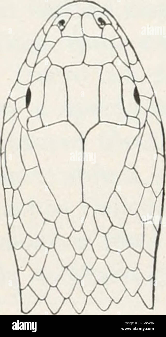 China katze matrix -Fotos und -Bildmaterial in hoher Auflösung – Alamy