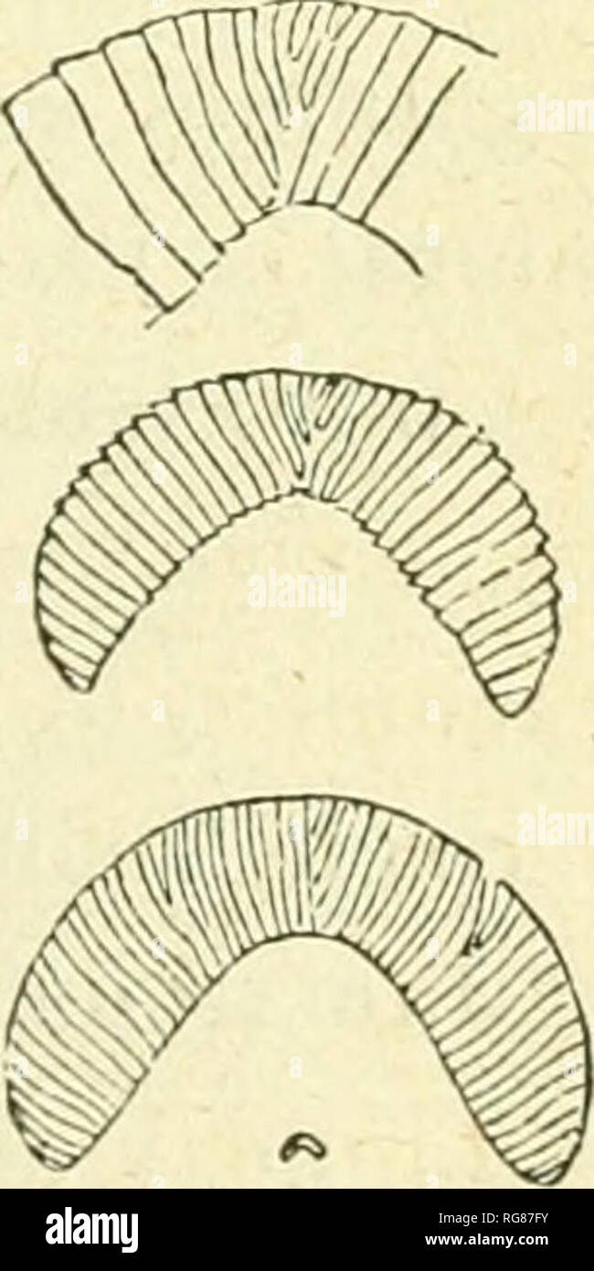 . Bulletin - United States National Museum. Wissenschaft. Kärnten ...