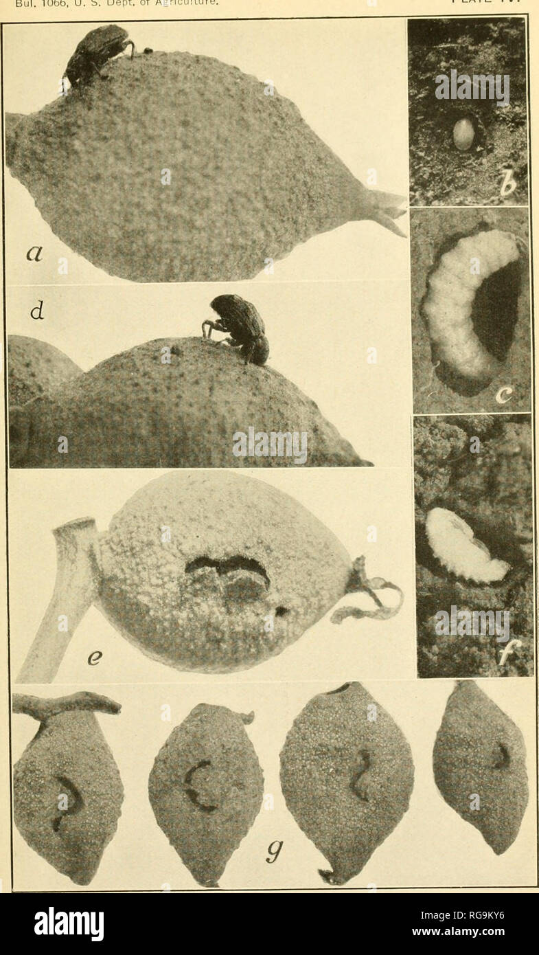 . Bulletin der US-Landwirtschaft. Die Landwirtschaft. Iii. 1066, US ...
