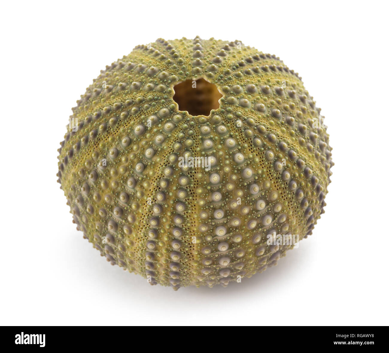 Seeigel schale -Fotos und -Bildmaterial in hoher Auflösung – Alamy