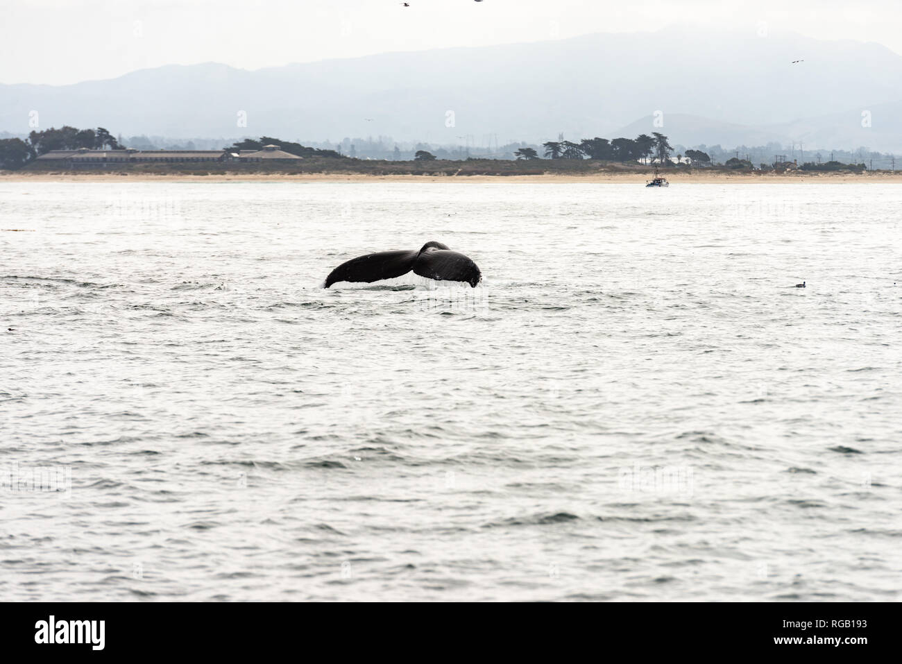 Tauchender wal -Fotos und -Bildmaterial in hoher Auflösung – Alamy