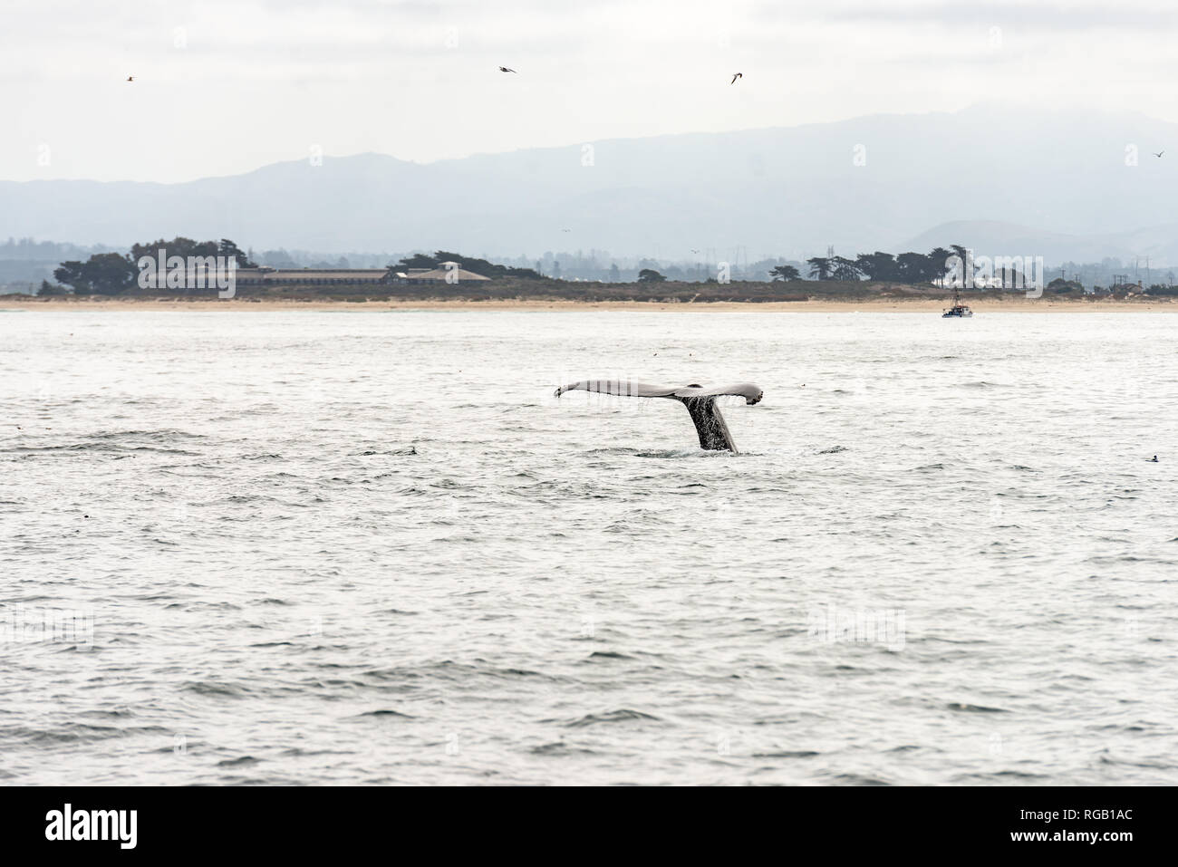 Dive fin -Fotos und -Bildmaterial in hoher Auflösung – Alamy