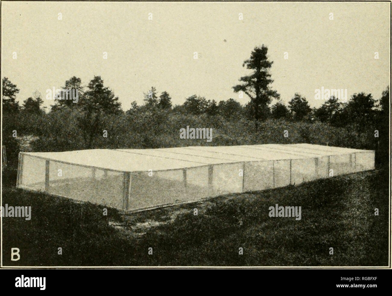 Cranberry girdler -Fotos und -Bildmaterial in hoher Auflösung – Alamy