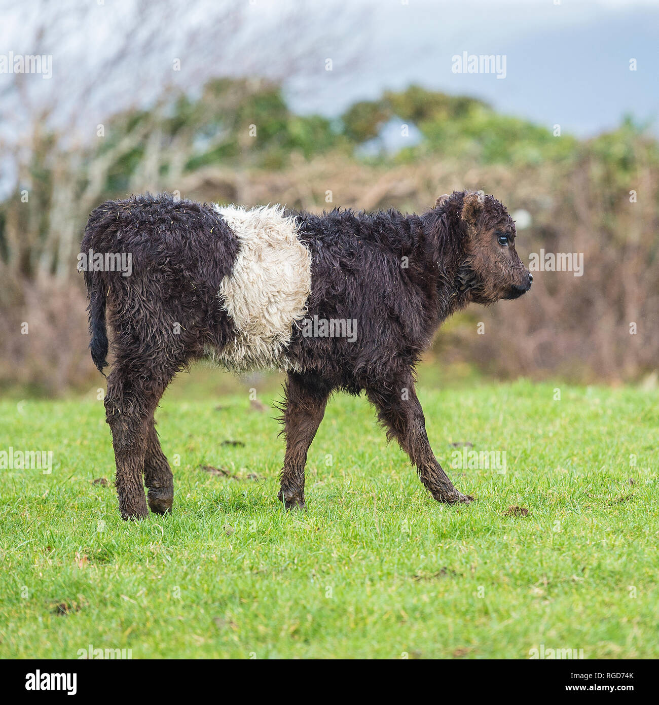 Bauer mit kuh und kalb -Fotos und -Bildmaterial in hoher Auflösung – Alamy