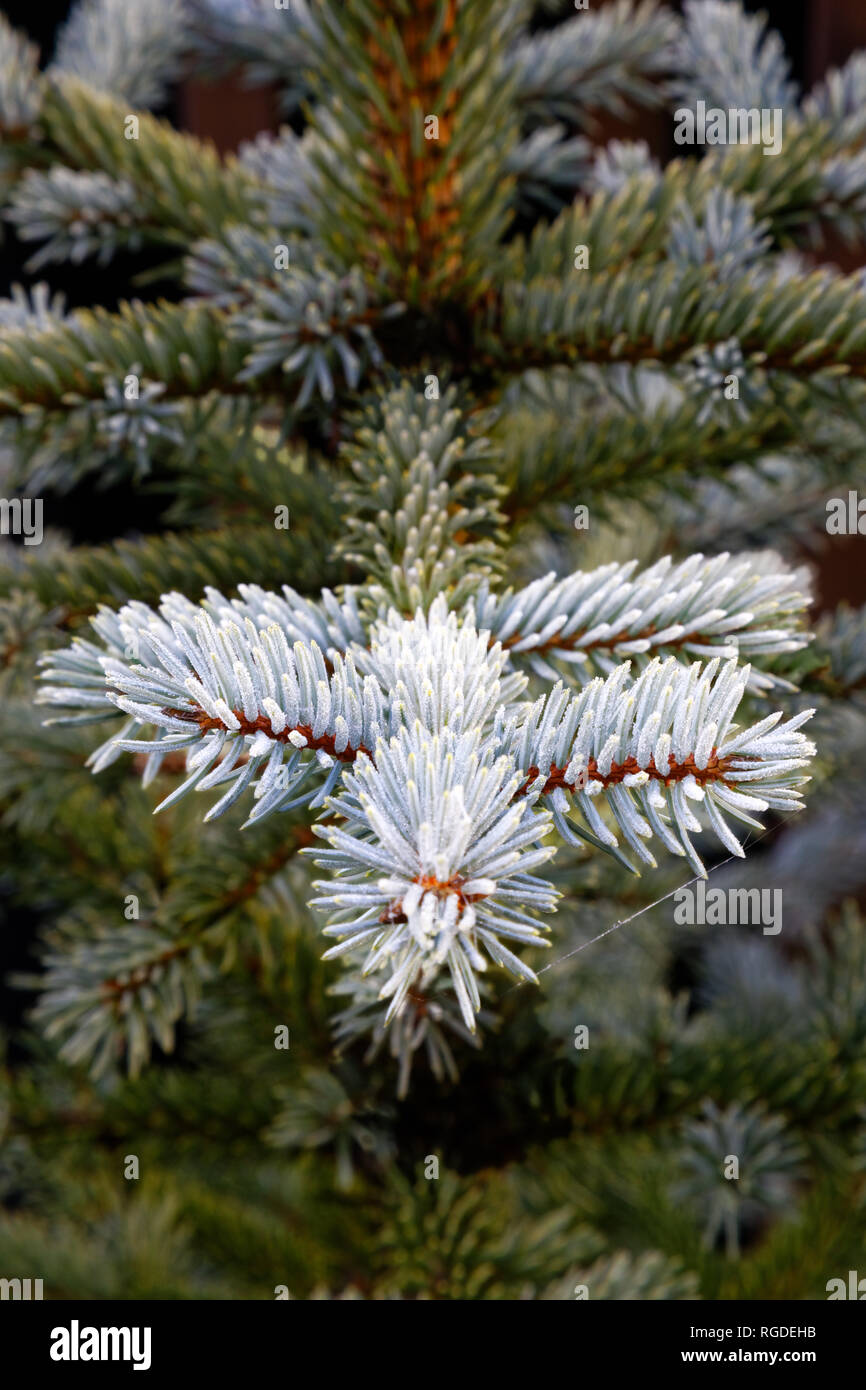 Fichte zweig symbol -Fotos und -Bildmaterial in hoher Auflösung – Alamy
