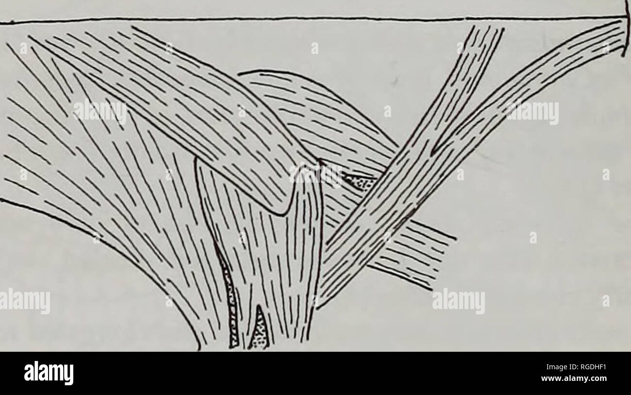 . Bulletin des Natural History Museum Zoologie. . Episterno ...