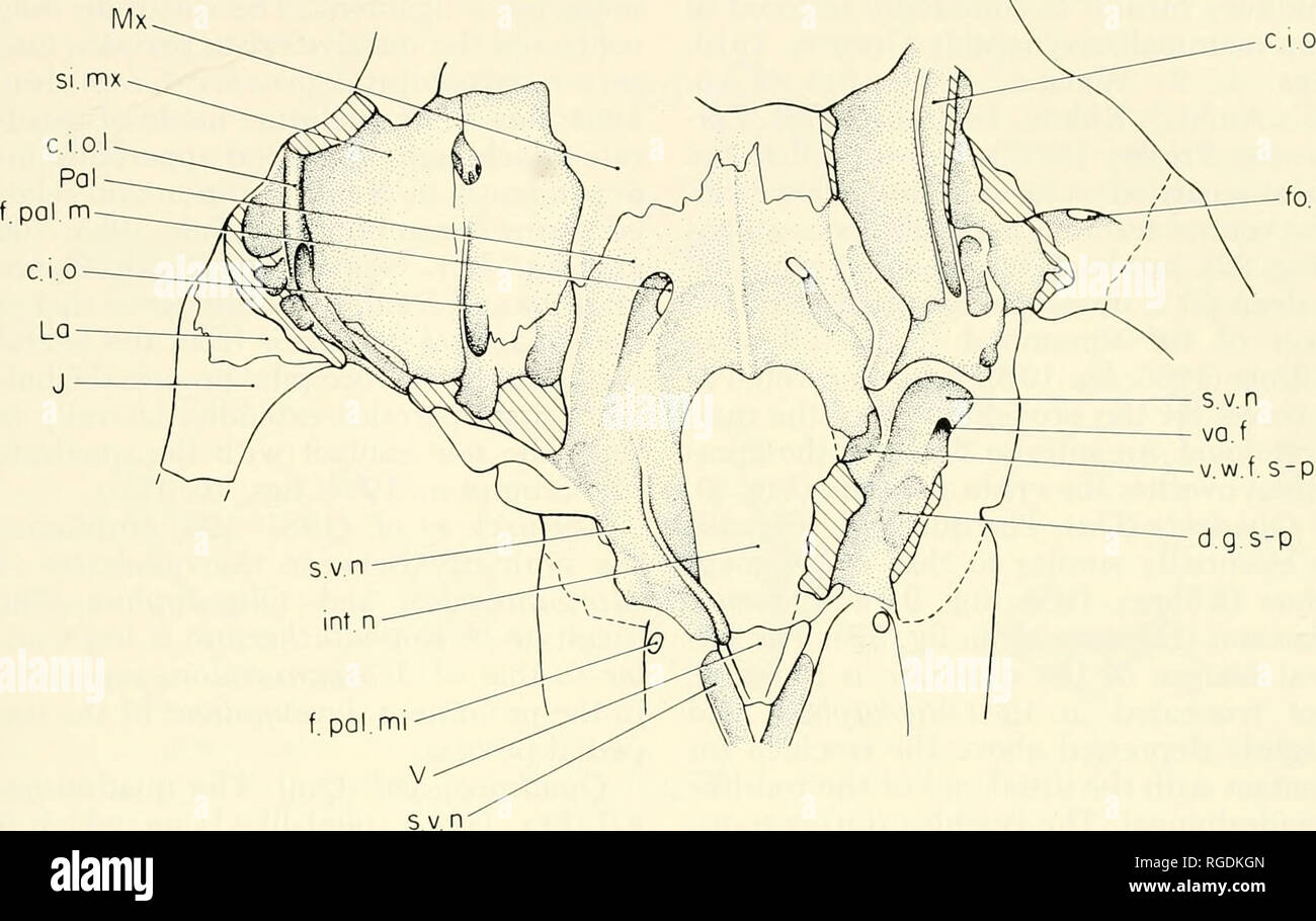 M masseter -Fotos und -Bildmaterial in hoher Auflösung – Alamy