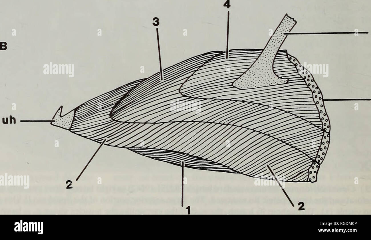 Musculus Sternohyoideus Stockfotos und -bilder Kaufen - Alamy