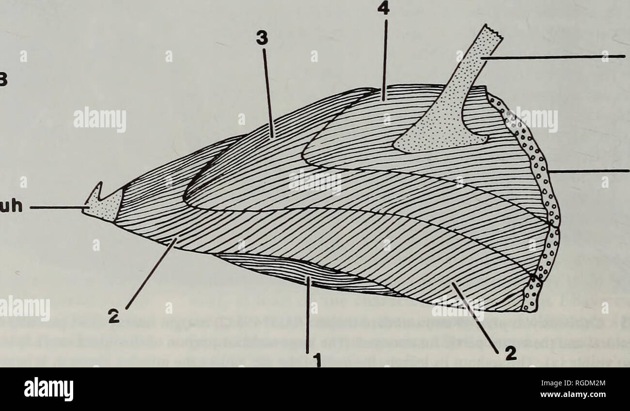 Musculus sternohyoideus -Fotos und -Bildmaterial in hoher Auflösung – Alamy
