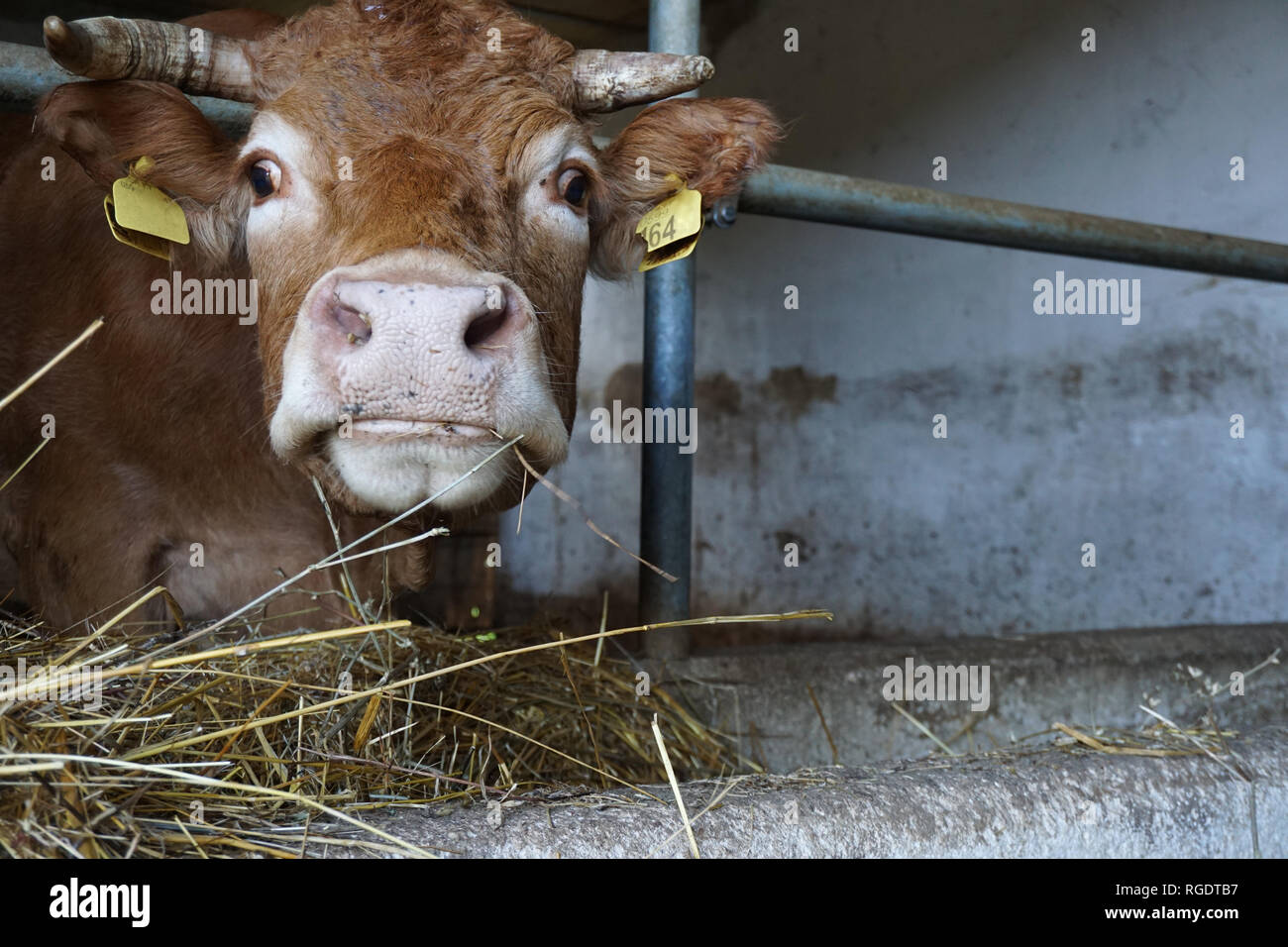 Cattle feeding from trough -Fotos und -Bildmaterial in hoher Auflösung ...
