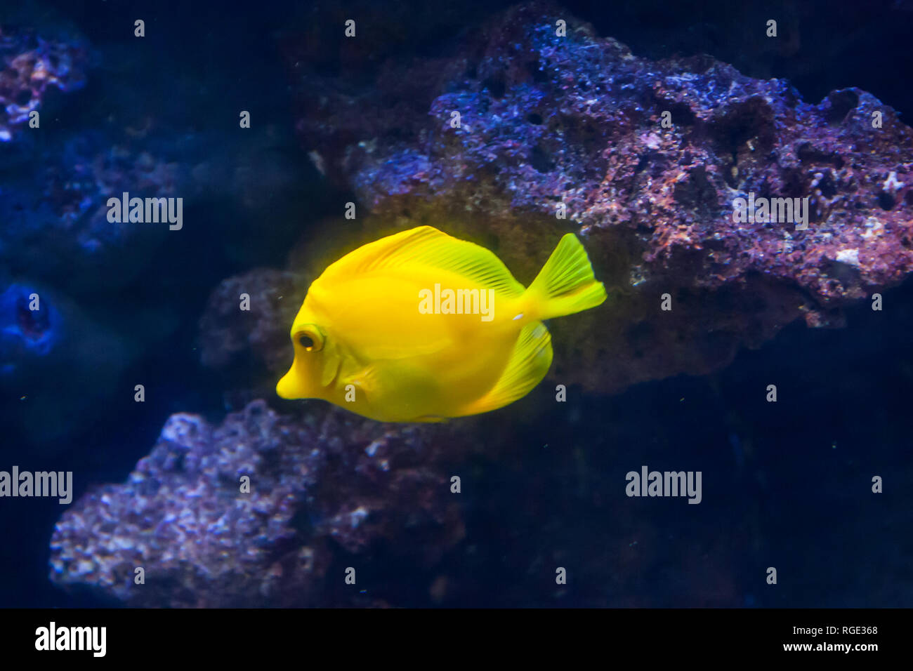 Gelbe Doktorfische. Wunderbare und wunderschöne Unterwasserwelt mit ...