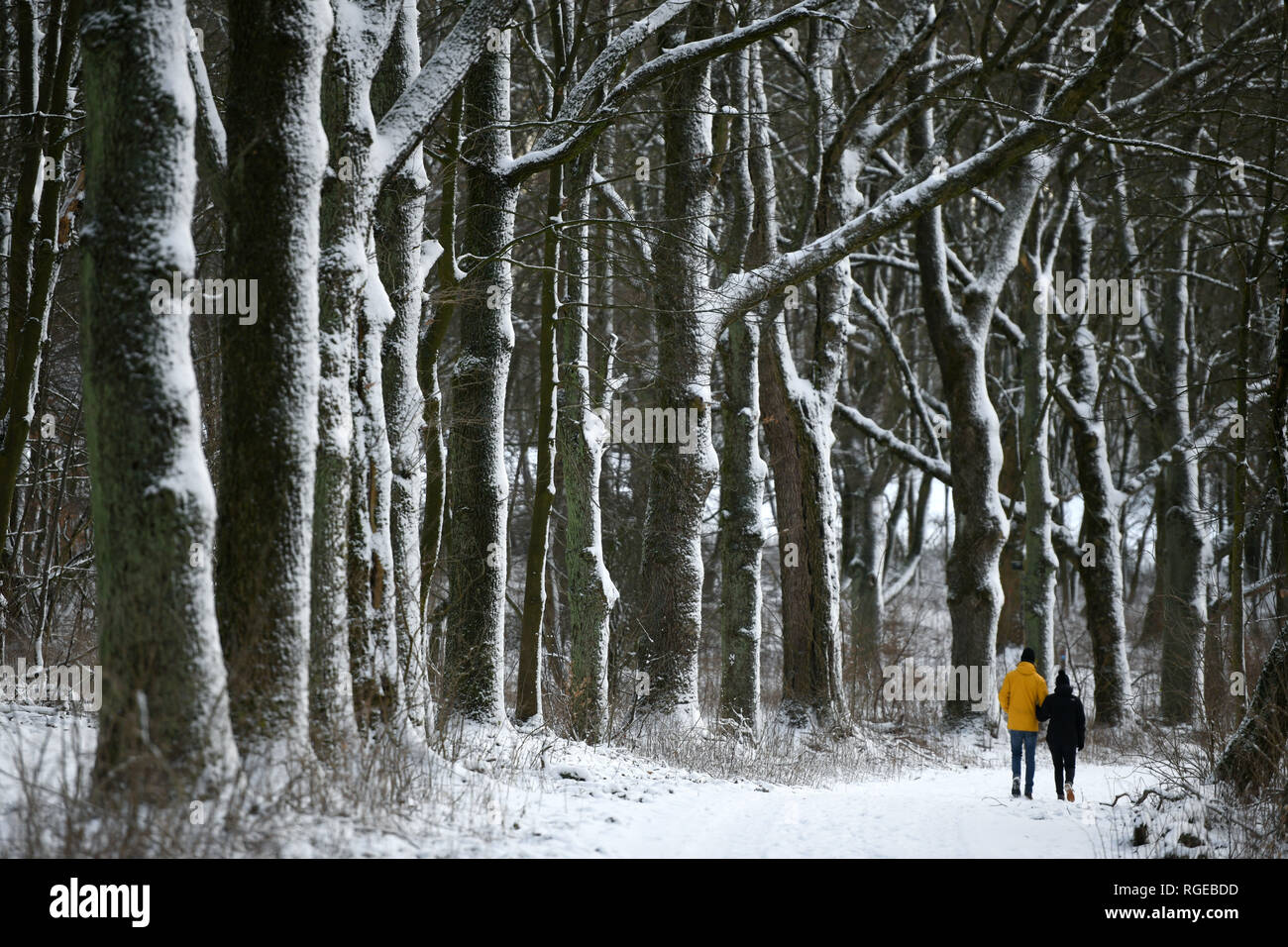 Habichtswald bei kassel -Fotos und -Bildmaterial in hoher Auflösung – Alamy