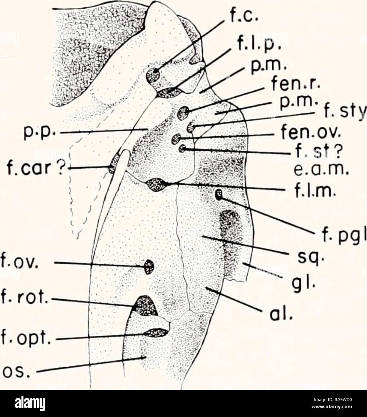 Foramen rotundum -Fotos und -Bildmaterial in hoher Auflösung – Alamy