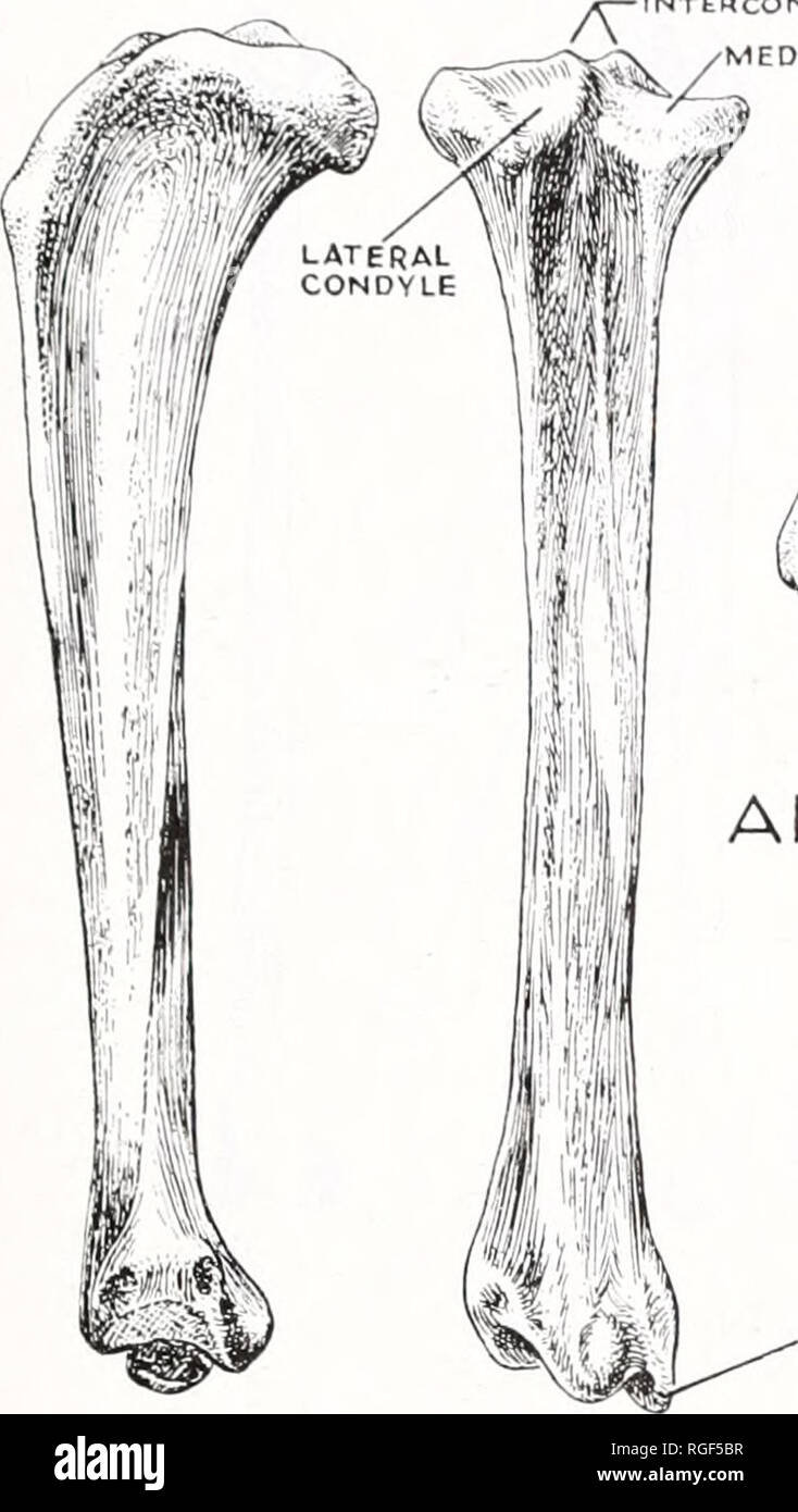 Medialer Kondylus Stockfotos und -bilder Kaufen - Alamy