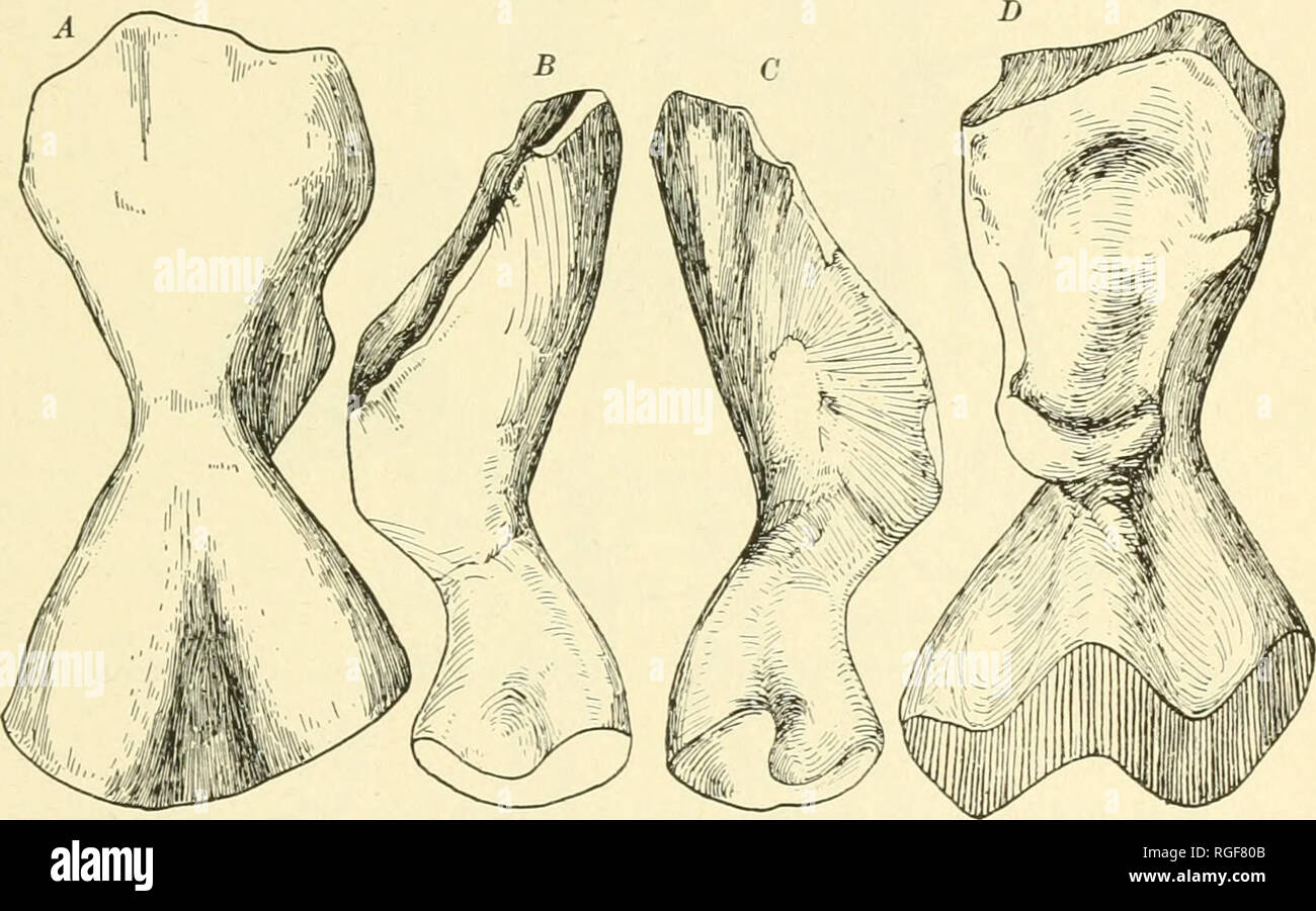 Seymouria baylorensis -Fotos und -Bildmaterial in hoher Auflösung – Alamy