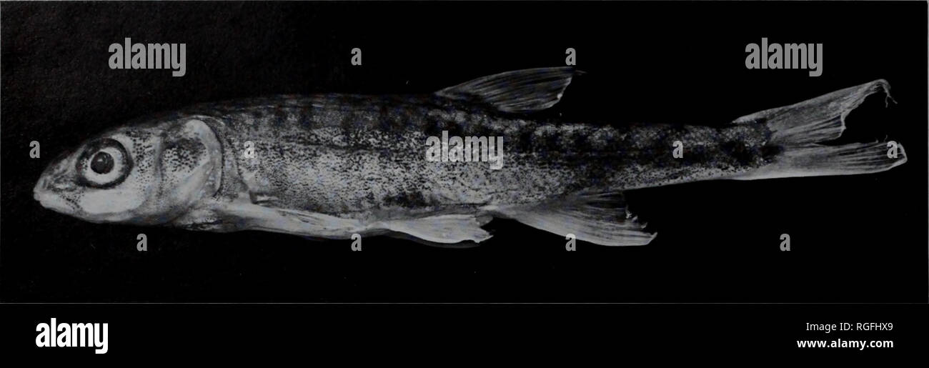 . Bulletin des British Museum (Natural History) Zoologie. 198 R. A ...