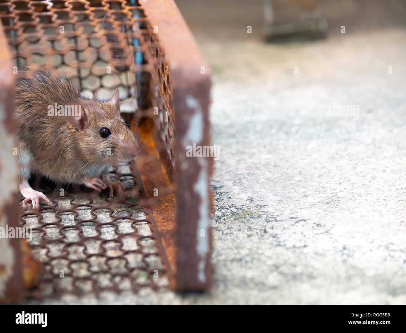 Ratte in Käfig oder ein Trap Trap gefangen. Das dreckige Ratte hat ein ...