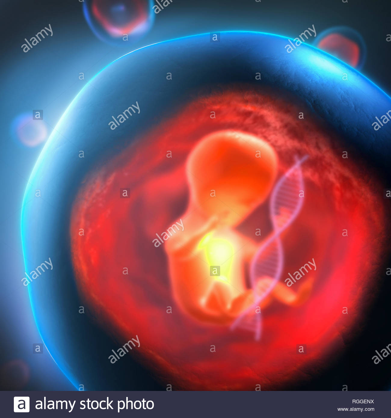 Embryo Development Stockfotos & Embryo Development Bilder - Alamy