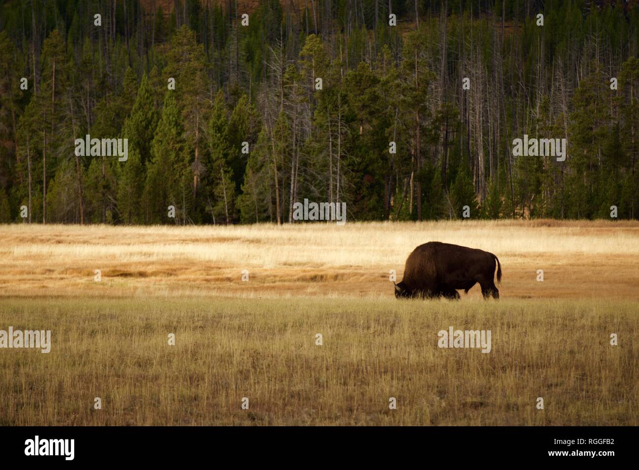 Amerikanische bisonjagd Stockfotos und -bilder Kaufen - Alamy