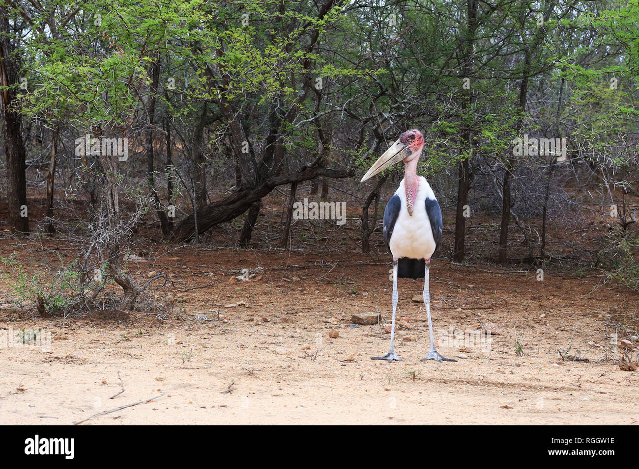 Standing Marabu Stockfotos und -bilder Kaufen - Alamy