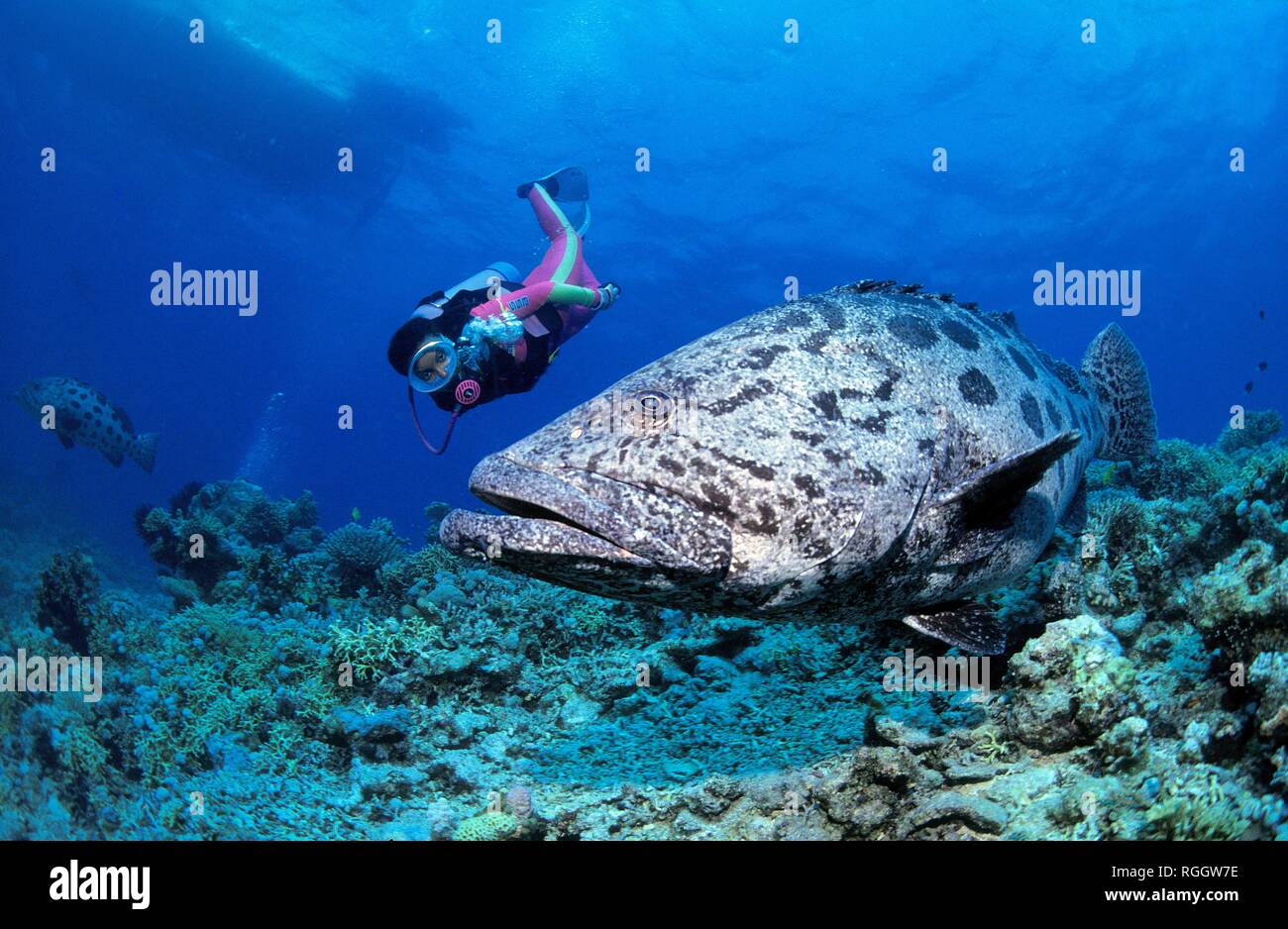 Queensland Zackenbarsch Stockfotos und -bilder Kaufen - Alamy