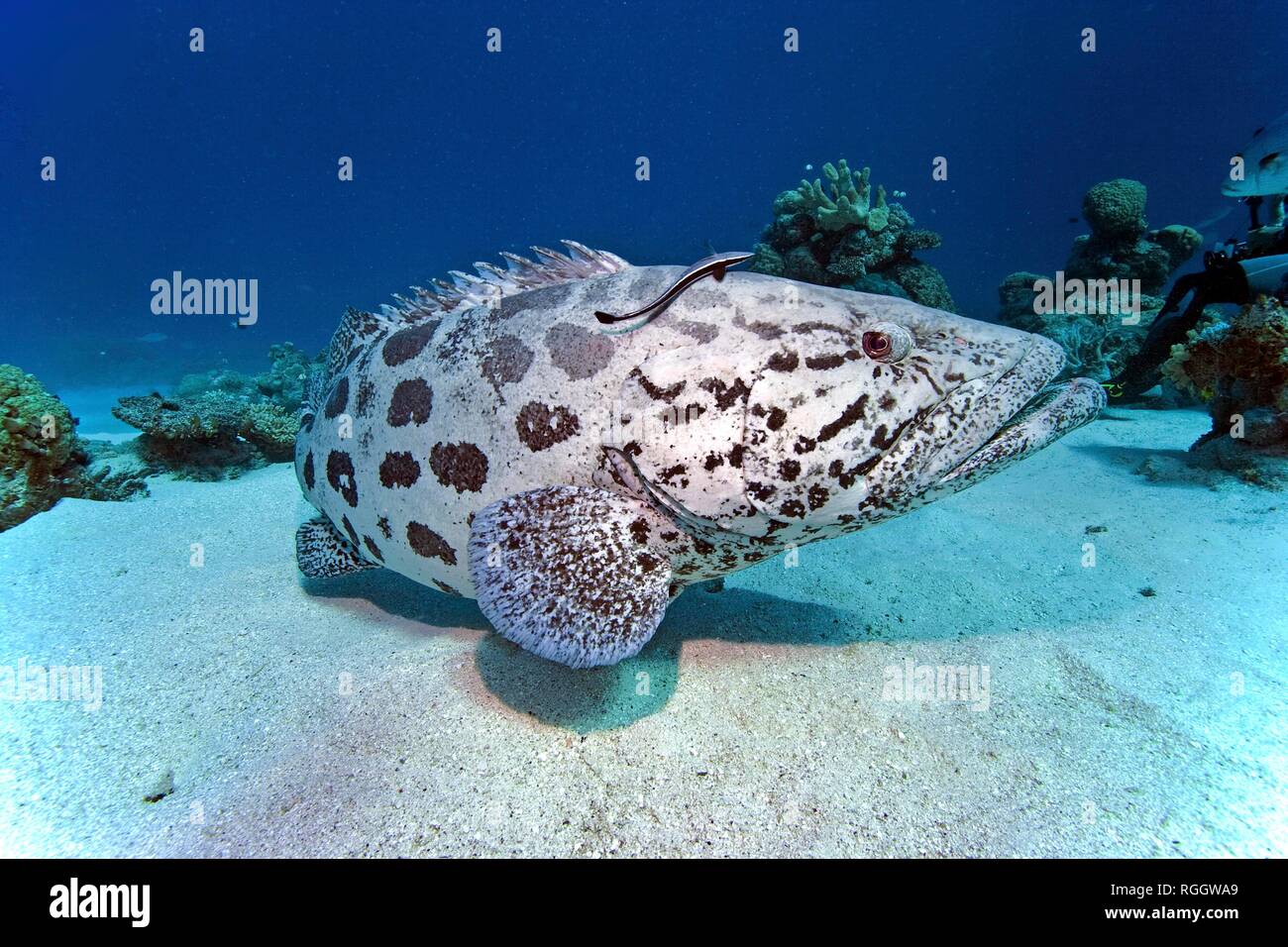 Queensland Zackenbarsch Stockfotos und -bilder Kaufen - Alamy