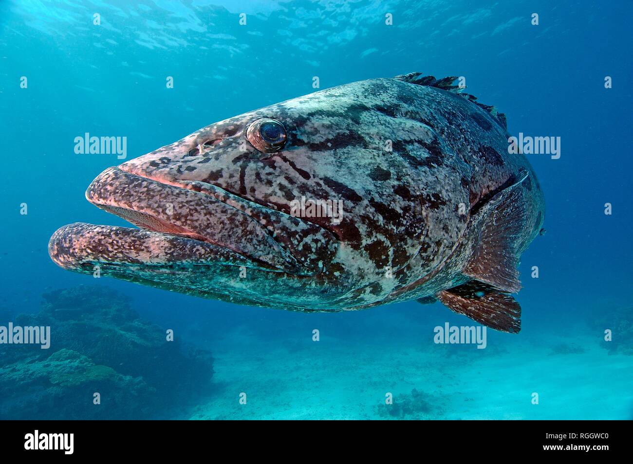 Queensland Zackenbarsch Stockfotos und -bilder Kaufen - Alamy