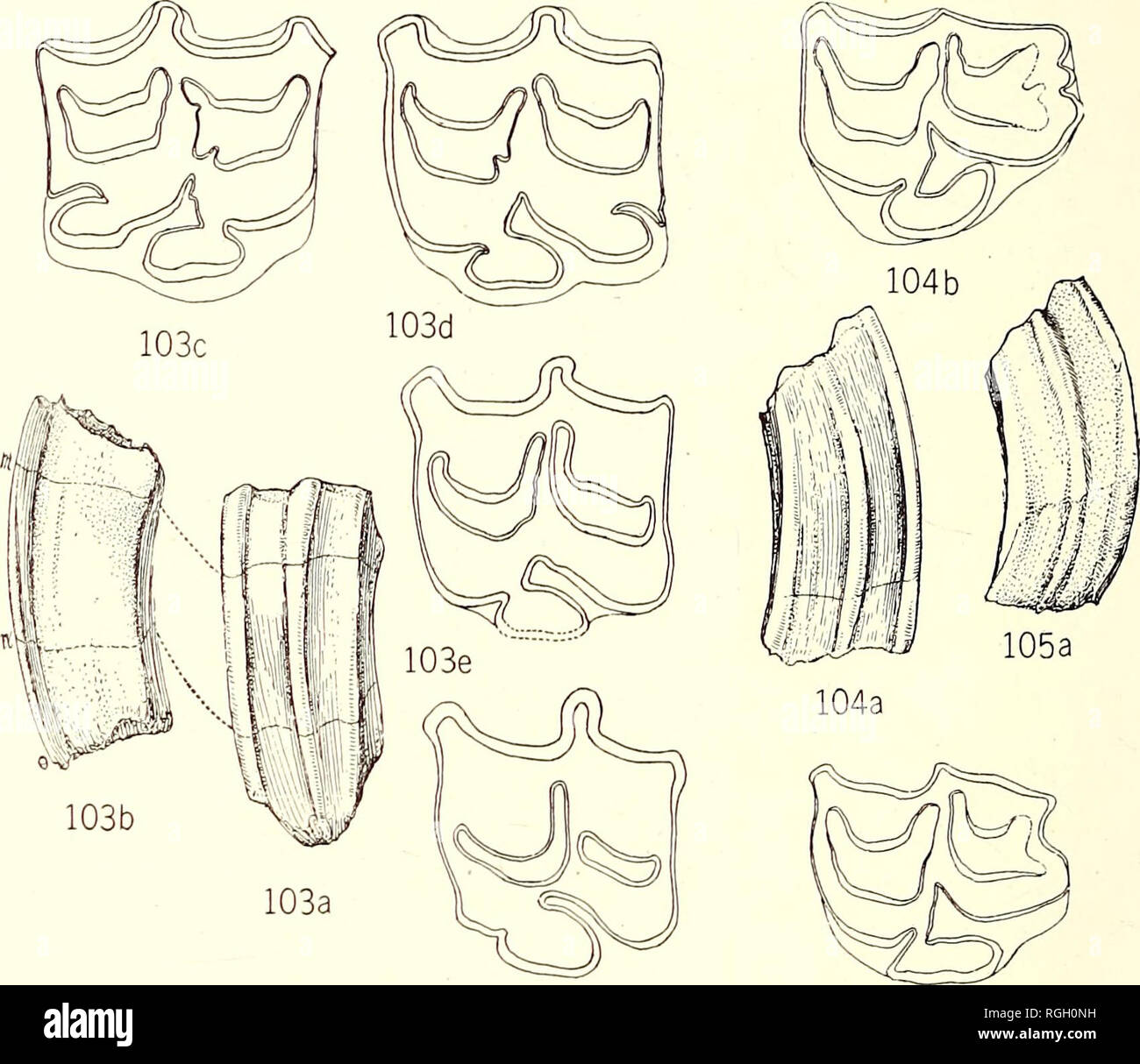 Pliohippus zähne -Fotos und -Bildmaterial in hoher Auflösung – Alamy