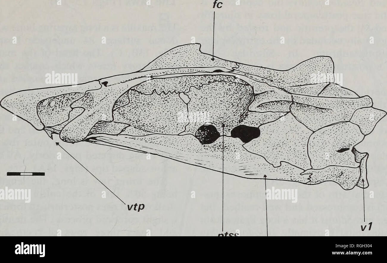 Ompok bimaculatus -Fotos und -Bildmaterial in hoher Auflösung – Alamy
