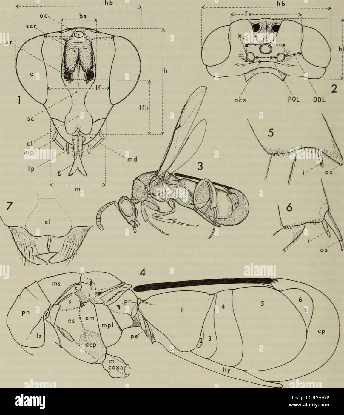 . Bulletin des British Museum (Natural History) Sdgg Supp. 12 z. bouCek ...