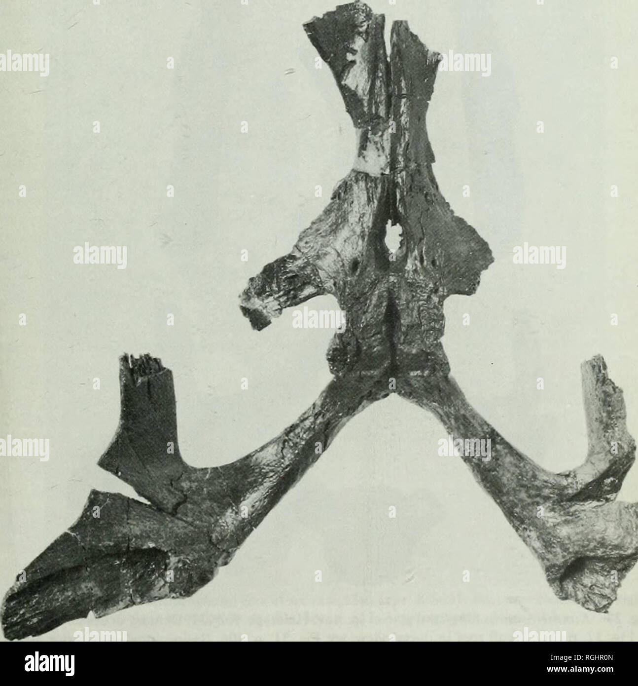 Plesiosauroidea sp -Fotos und -Bildmaterial in hoher Auflösung – Alamy