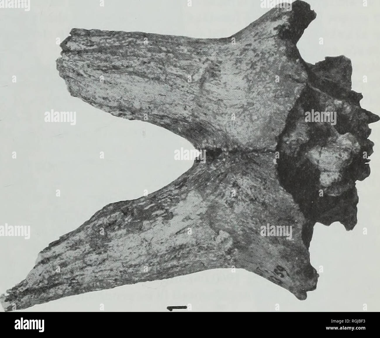. Bulletin des British Museum (Natural History), Geologie. . Platte 22 ...