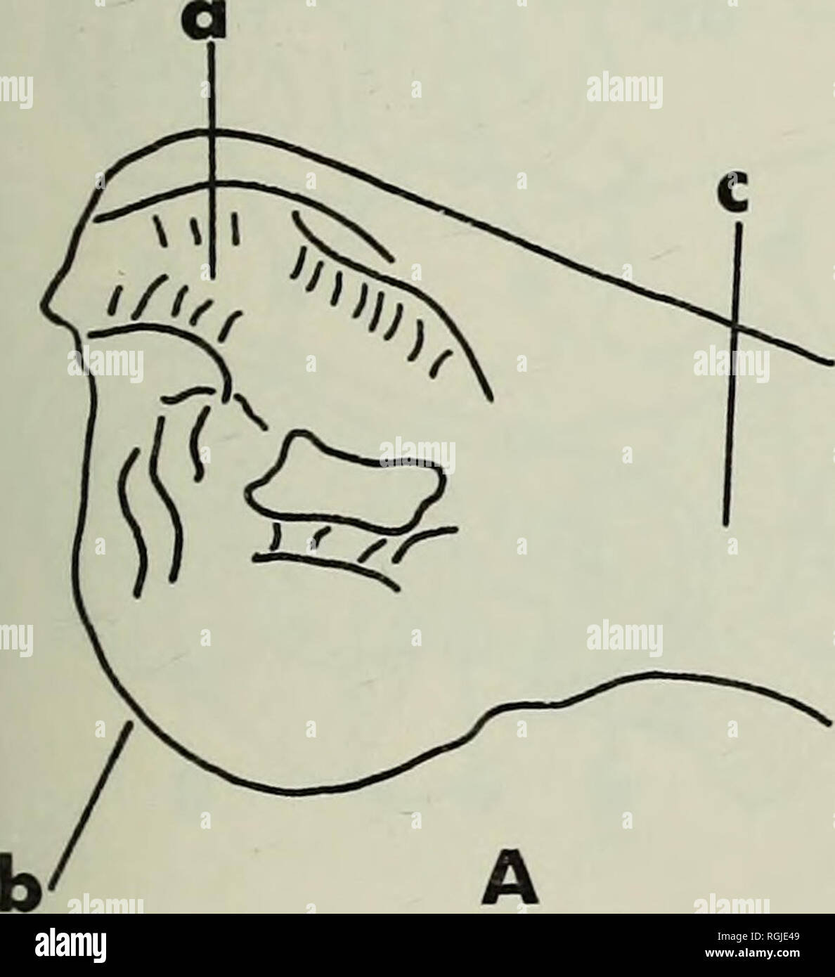 . Bulletin des British Museum (Natural History), Geologie. GEBEL ZELTEN ...