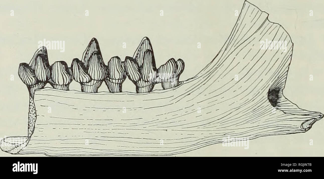 Ramus mandibularis -Fotos und -Bildmaterial in hoher Auflösung – Alamy