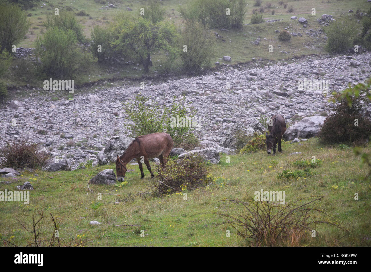 Weidenden Esel in der Nähe von SH21 Road. "Parku i Thethit Kombetar ...