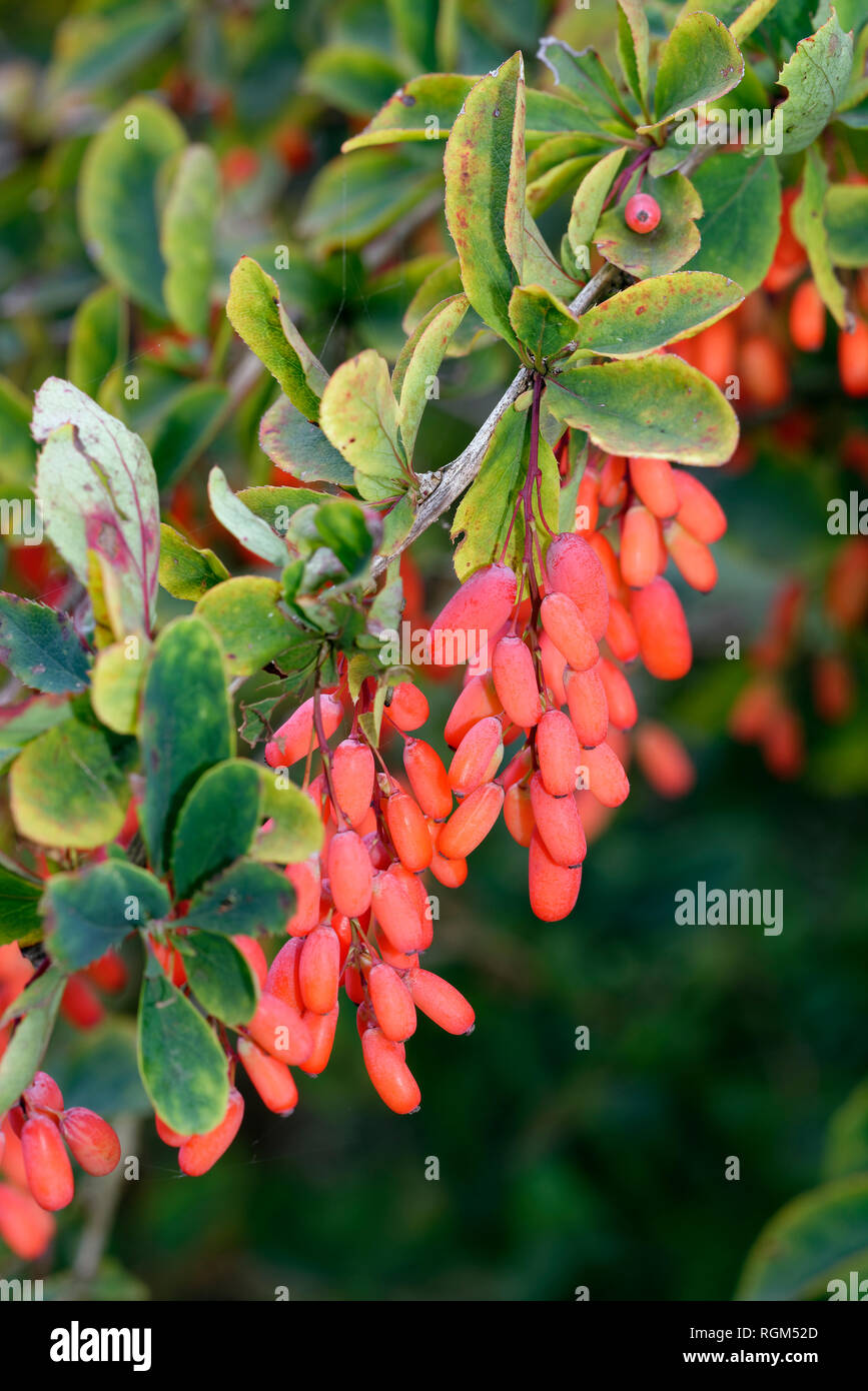 Europäische berberitze -Fotos und -Bildmaterial in hoher Auflösung – Alamy