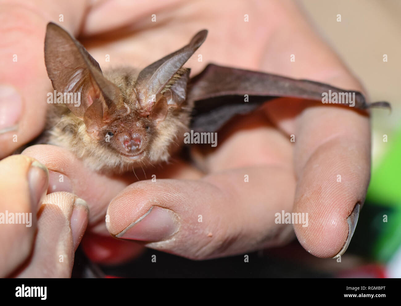 Mopsfledermaus hand -Fotos und -Bildmaterial in hoher Auflösung – Alamy