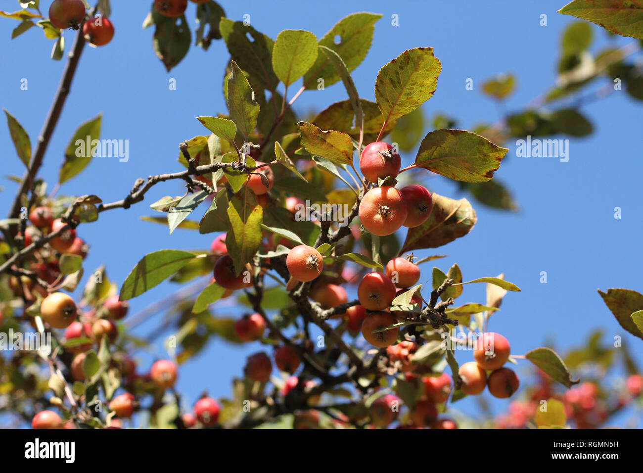 Paradise apple tree -Fotos und -Bildmaterial in hoher Auflösung – Alamy
