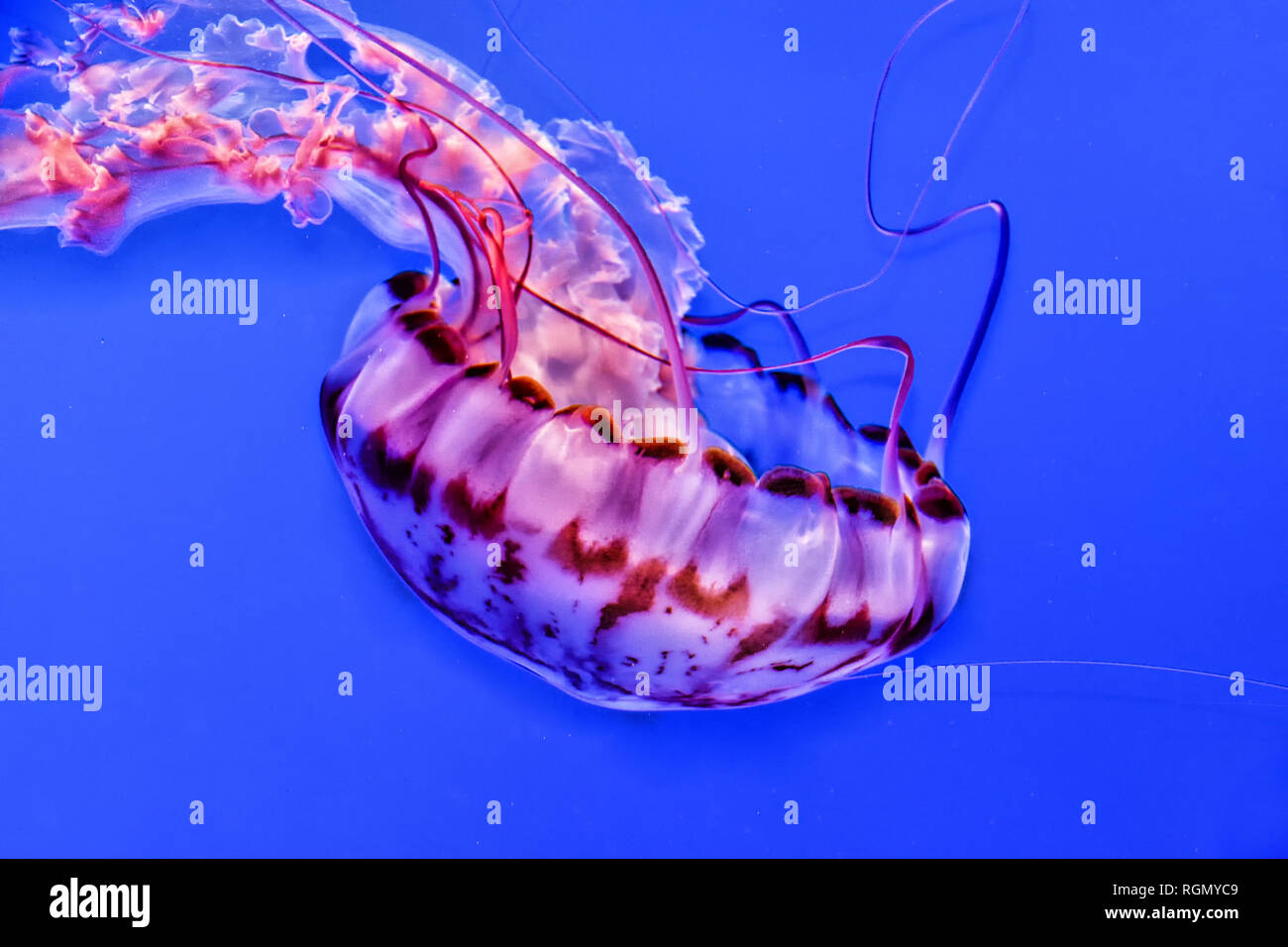 Qualle rot -Fotos und -Bildmaterial in hoher Auflösung – Alamy