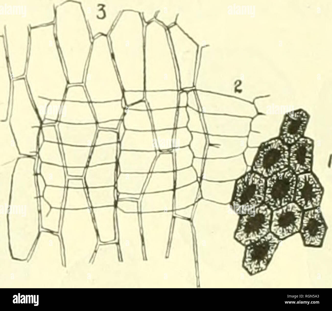. Bulletin - Massachusetts landwirtschaftliche Experiment Station ...