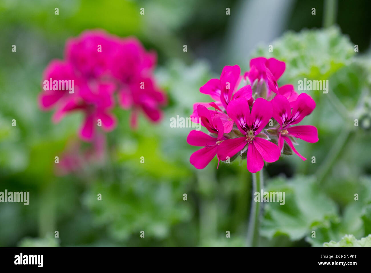 Pelargoniums flowers -Fotos und -Bildmaterial in hoher Auflösung – Alamy