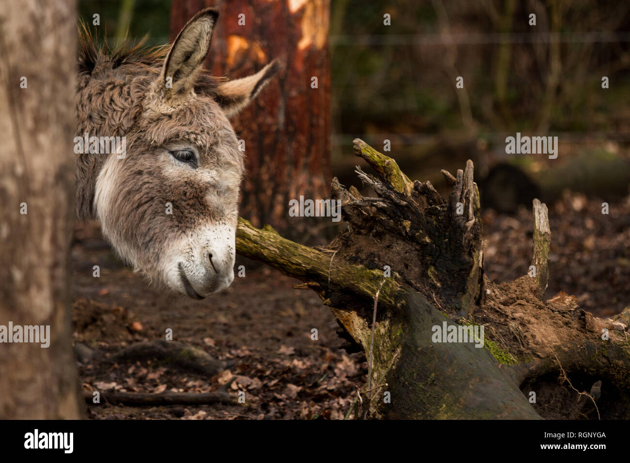 Wald esel -Fotos und -Bildmaterial in hoher Auflösung – Alamy