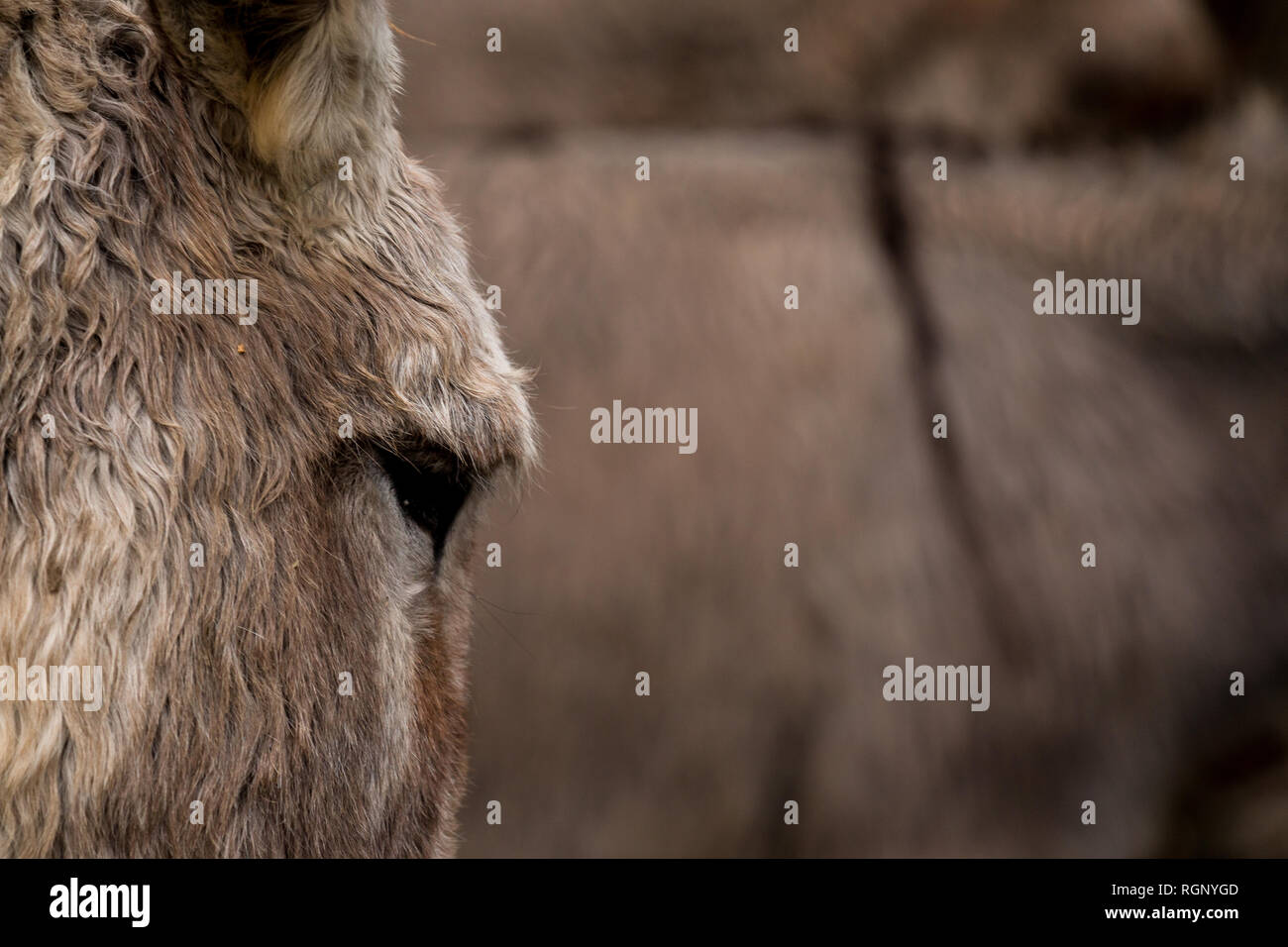 Wald esel -Fotos und -Bildmaterial in hoher Auflösung – Alamy