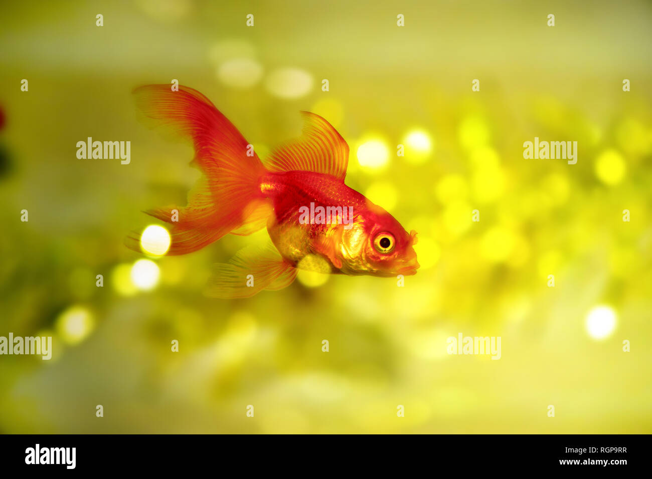 Schleierschwanz goldfisch -Fotos und -Bildmaterial in hoher Auflösung ...