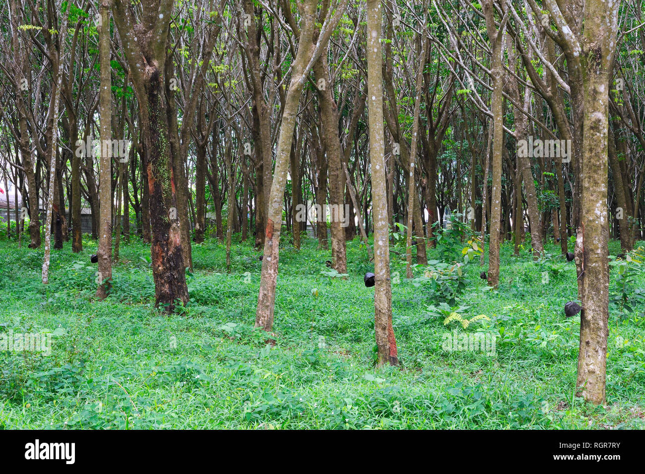 Para rubber tree -Fotos und -Bildmaterial in hoher Auflösung – Alamy