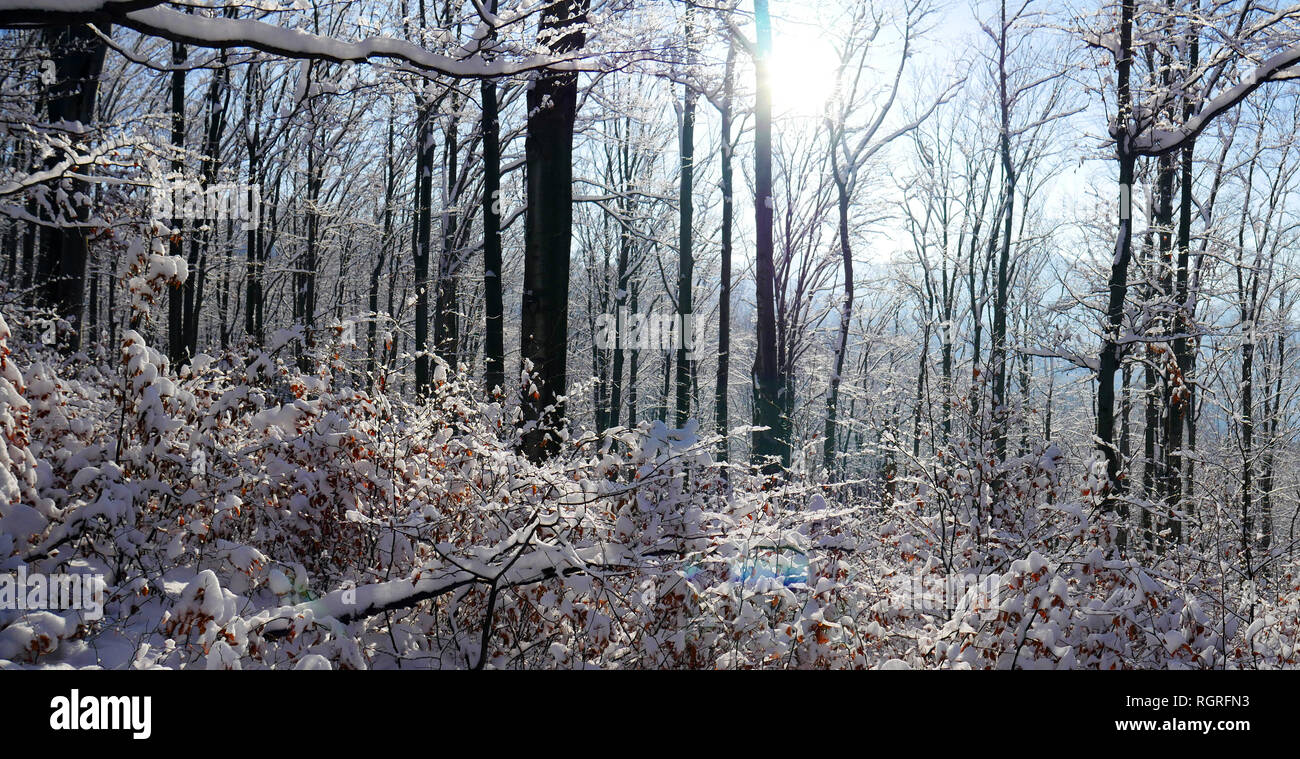 Winter Wald Stockfotos und -bilder Kaufen - Alamy