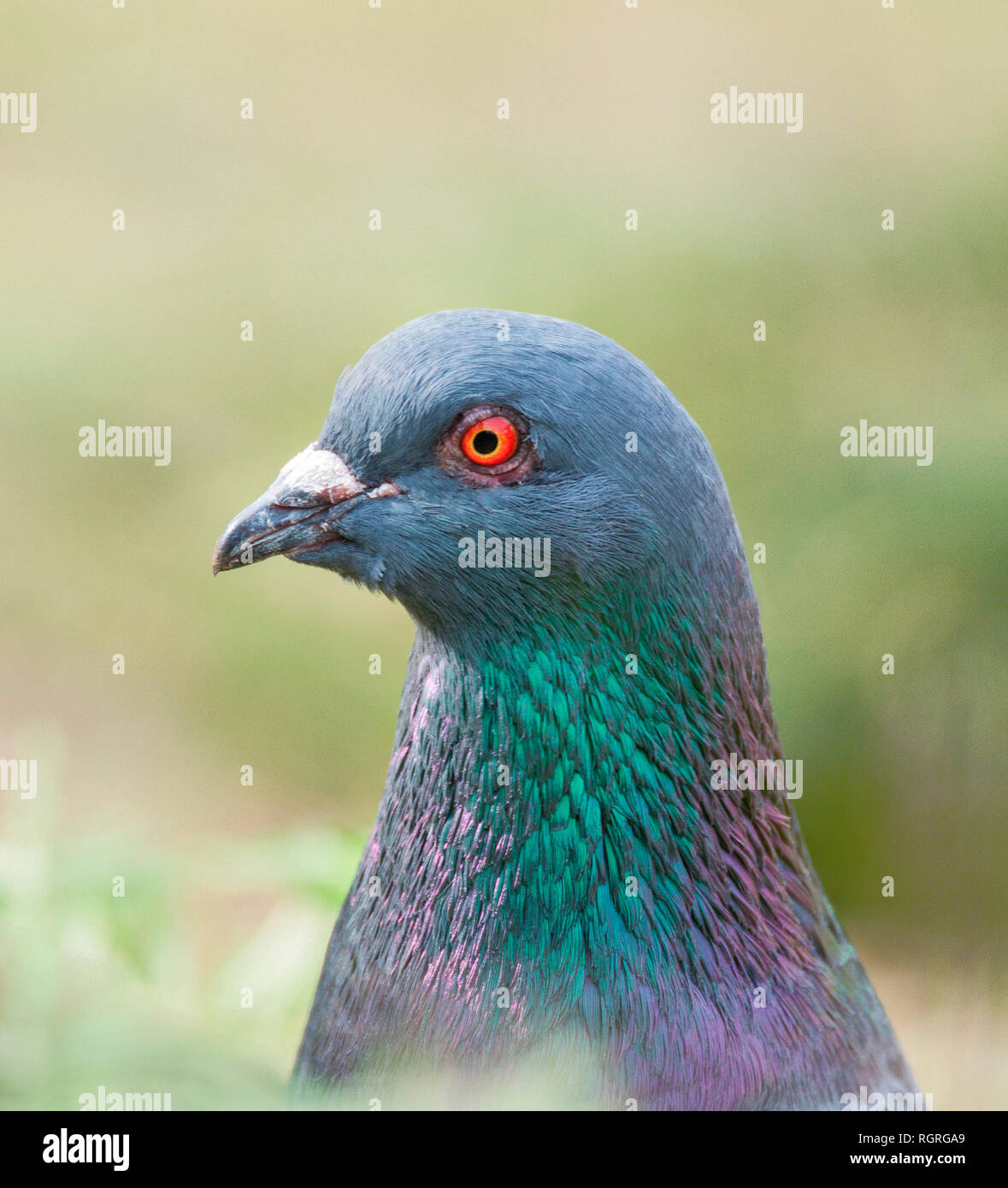 Columba livia domestica tauben -Fotos und -Bildmaterial in hoher ...